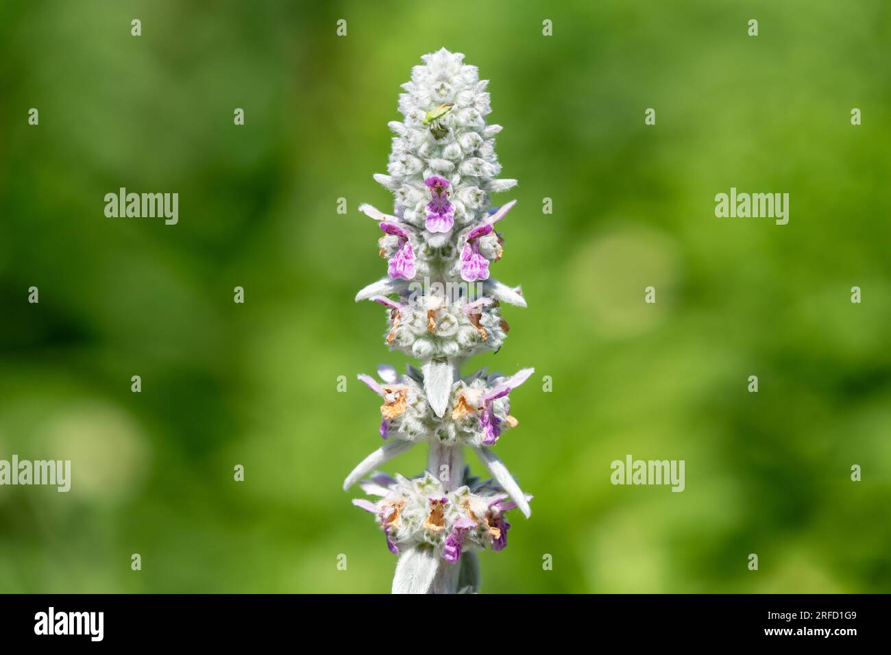 Close up of a woolly hedgenettle (stachys byzantina) plant in bloom ...