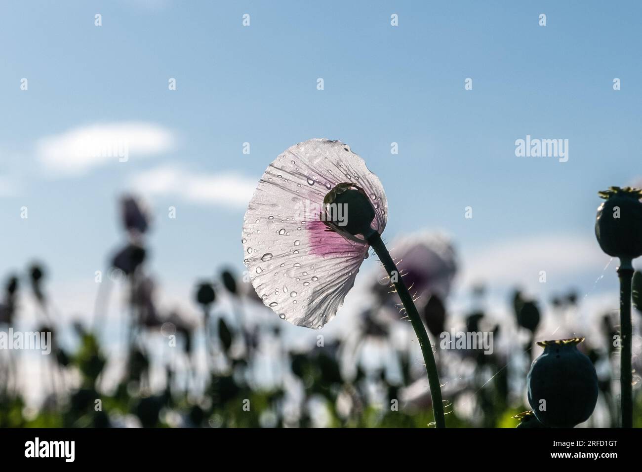 White Poppies growing near Wallingford, on the way to Henley Stock ...