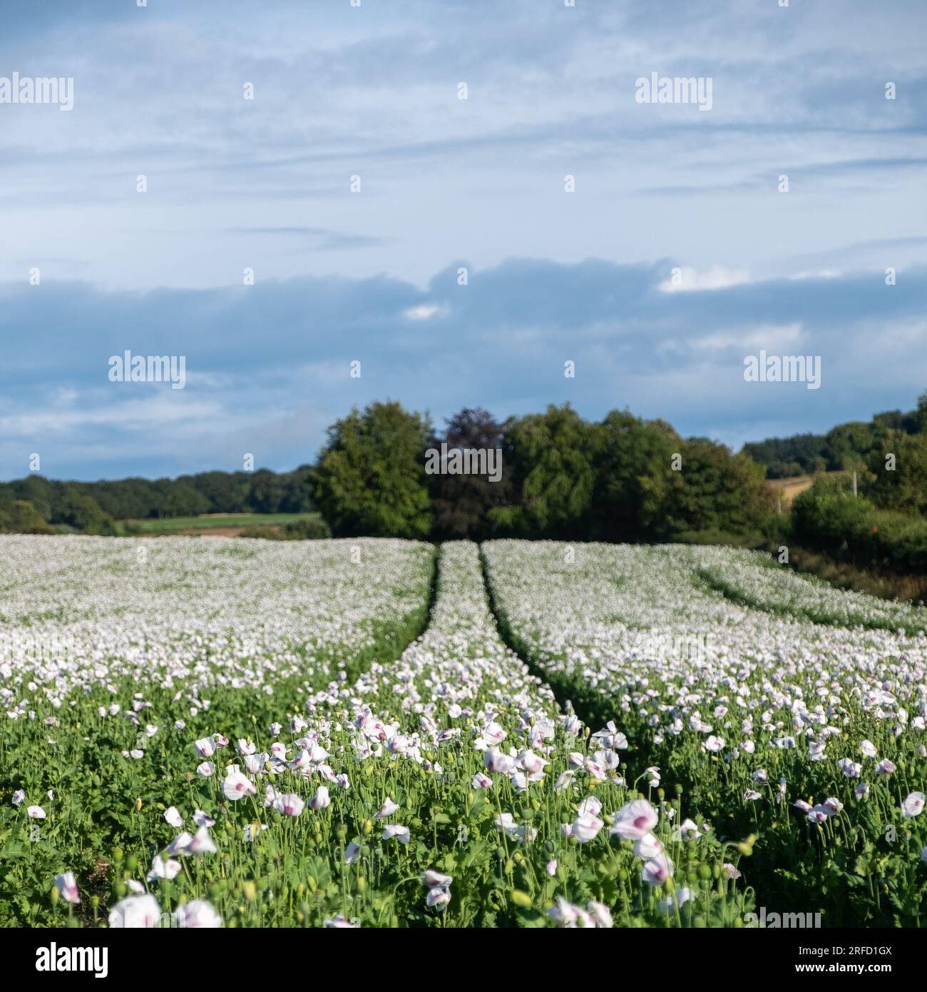 White Poppies growing near Wallingford, on the way to Henley Stock ...