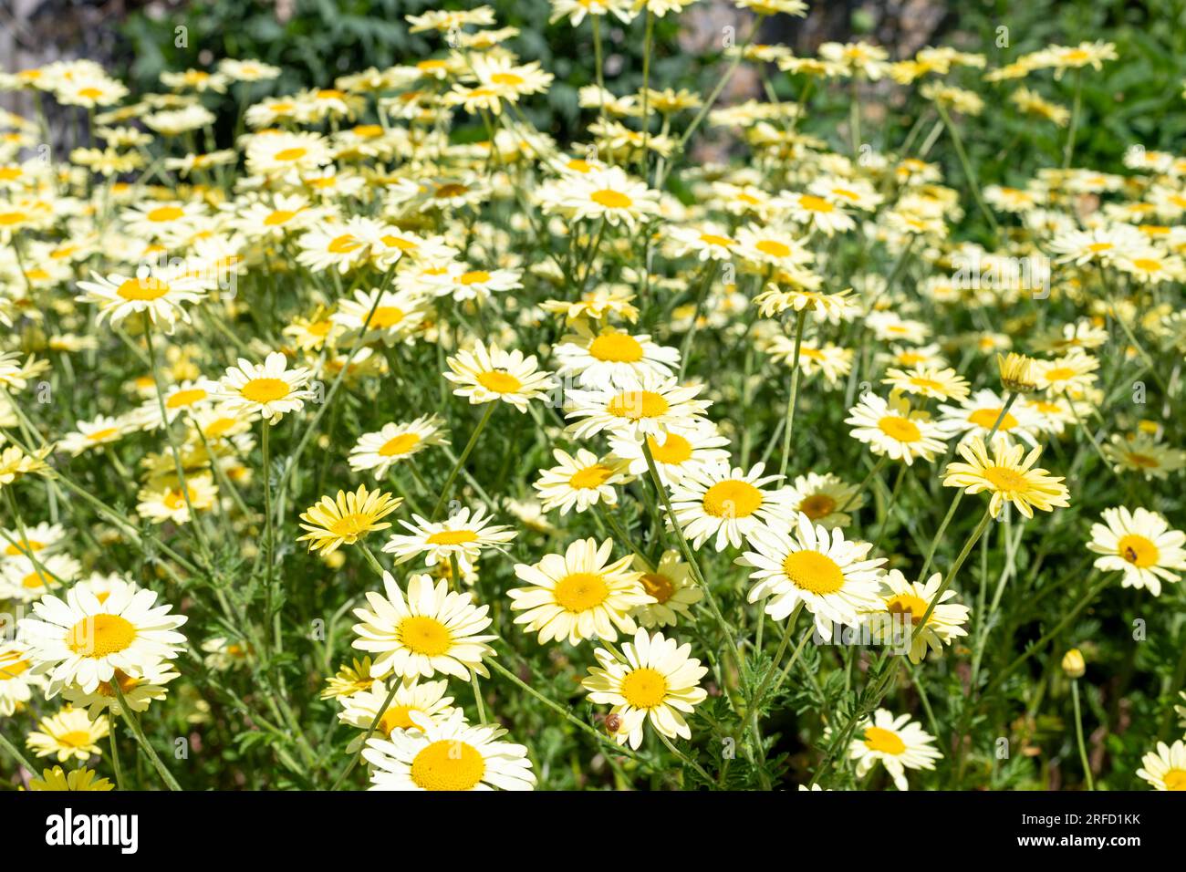 Yellow chamomile (cota tinctoria) flowers in bloom Stock Photo - Alamy