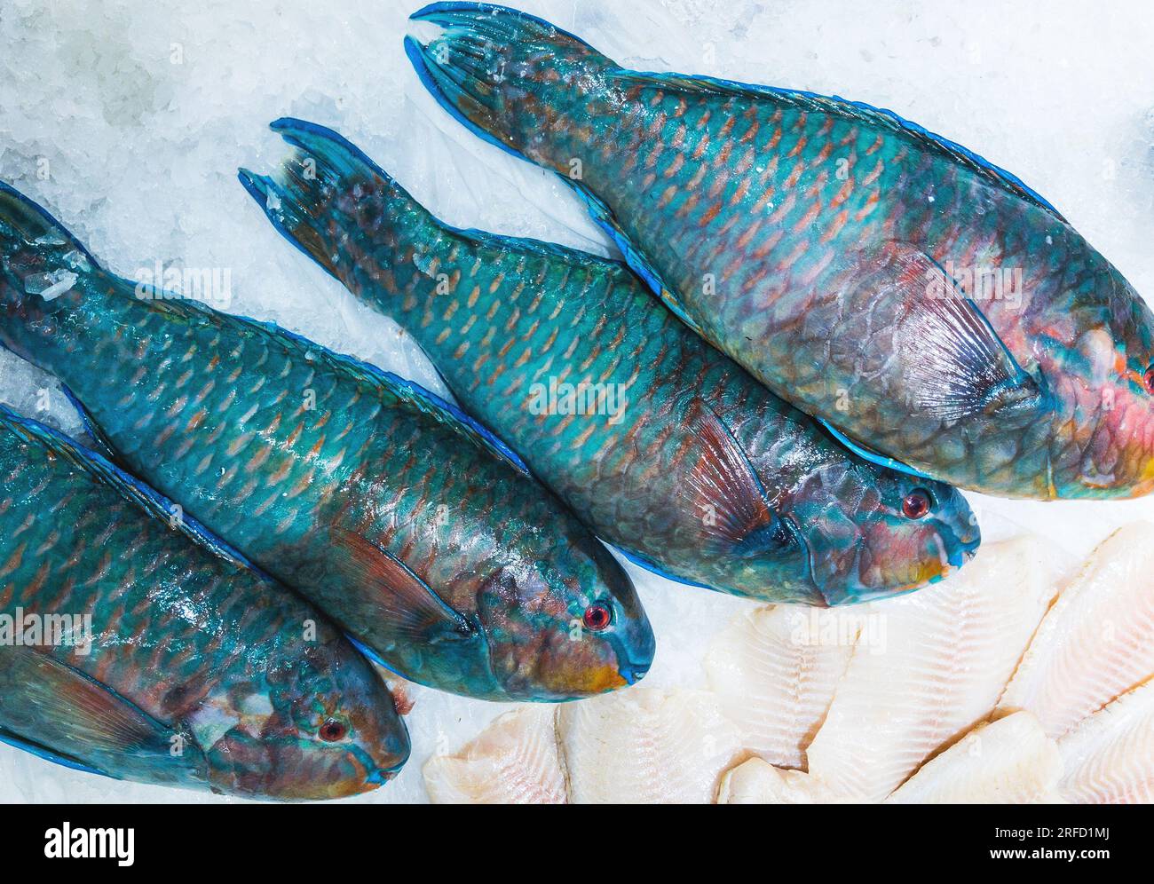 Parrot fish coral hi-res stock photography and images - Alamy