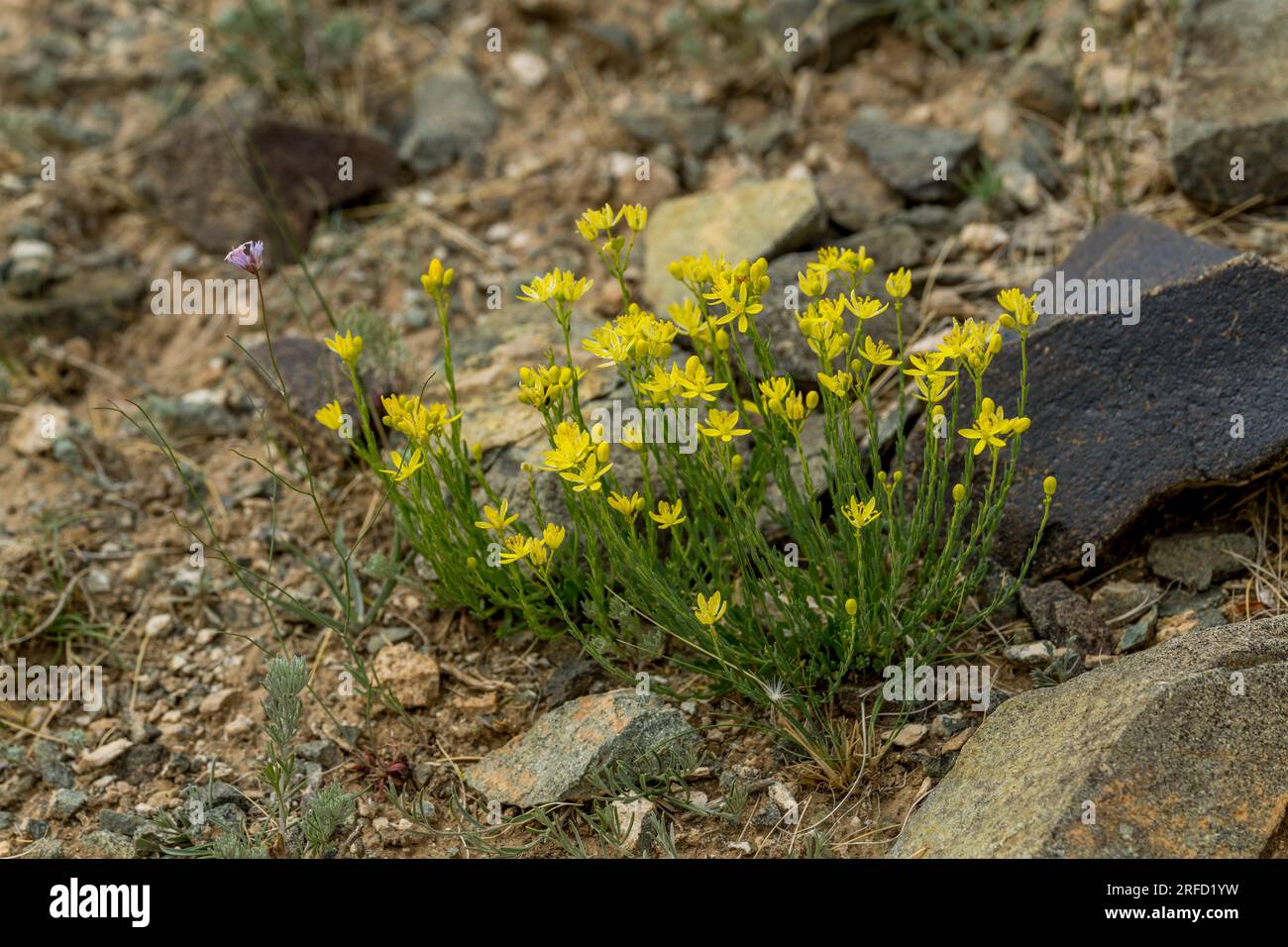 Yellow Saxifraga flowers along the rocky trail to the Khavtsgait ...