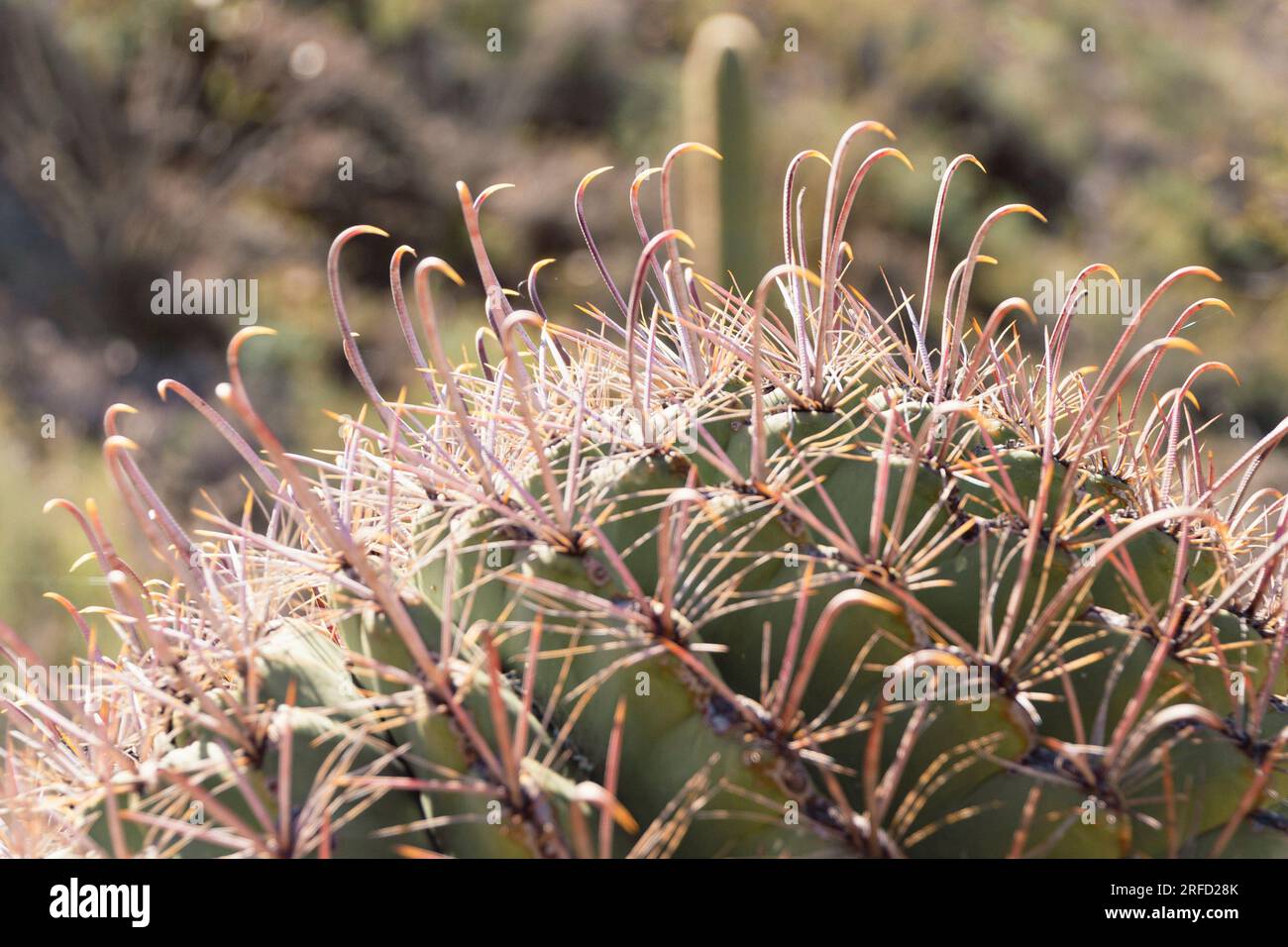 Dry climate arizona hi-res stock photography and images - Alamy