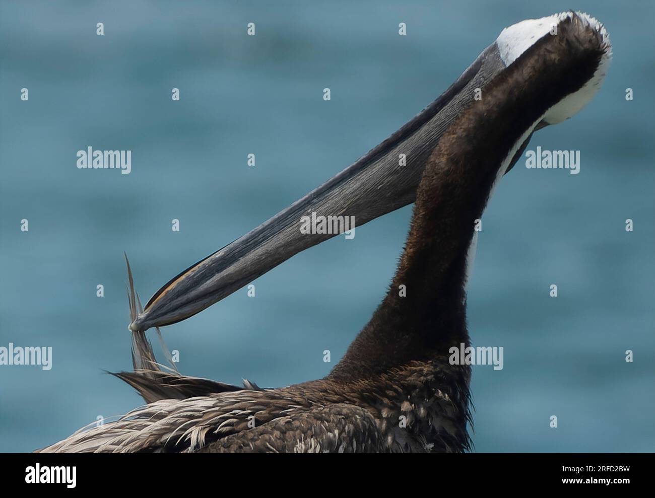Deck piling hi-res stock photography and images - Alamy
