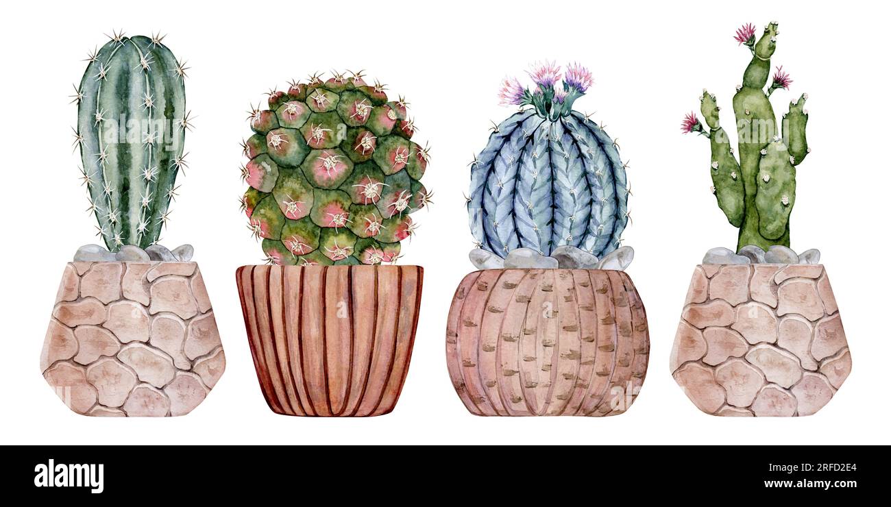 Set of cacti and succulents in clay pots. Home plants. Watercolor ...
