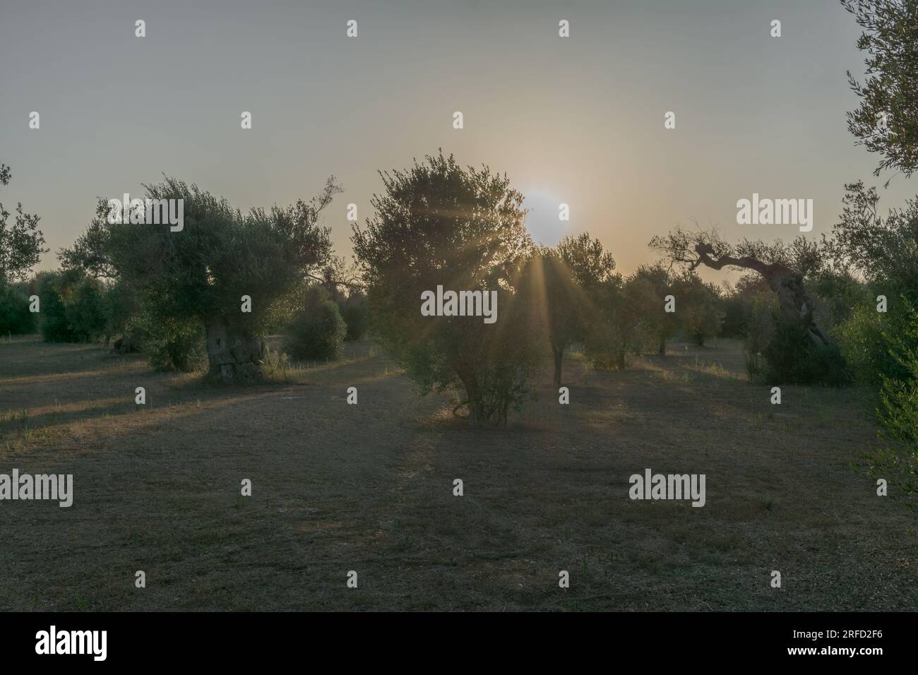 Olive trees puglia hi-res stock photography and images - Alamy