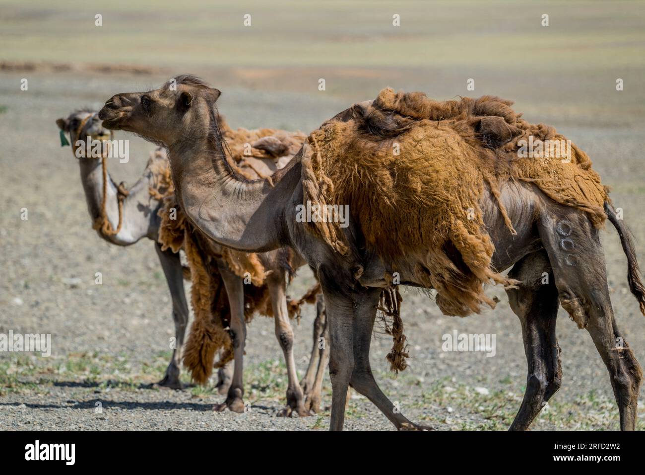 Gobi Desert Animals