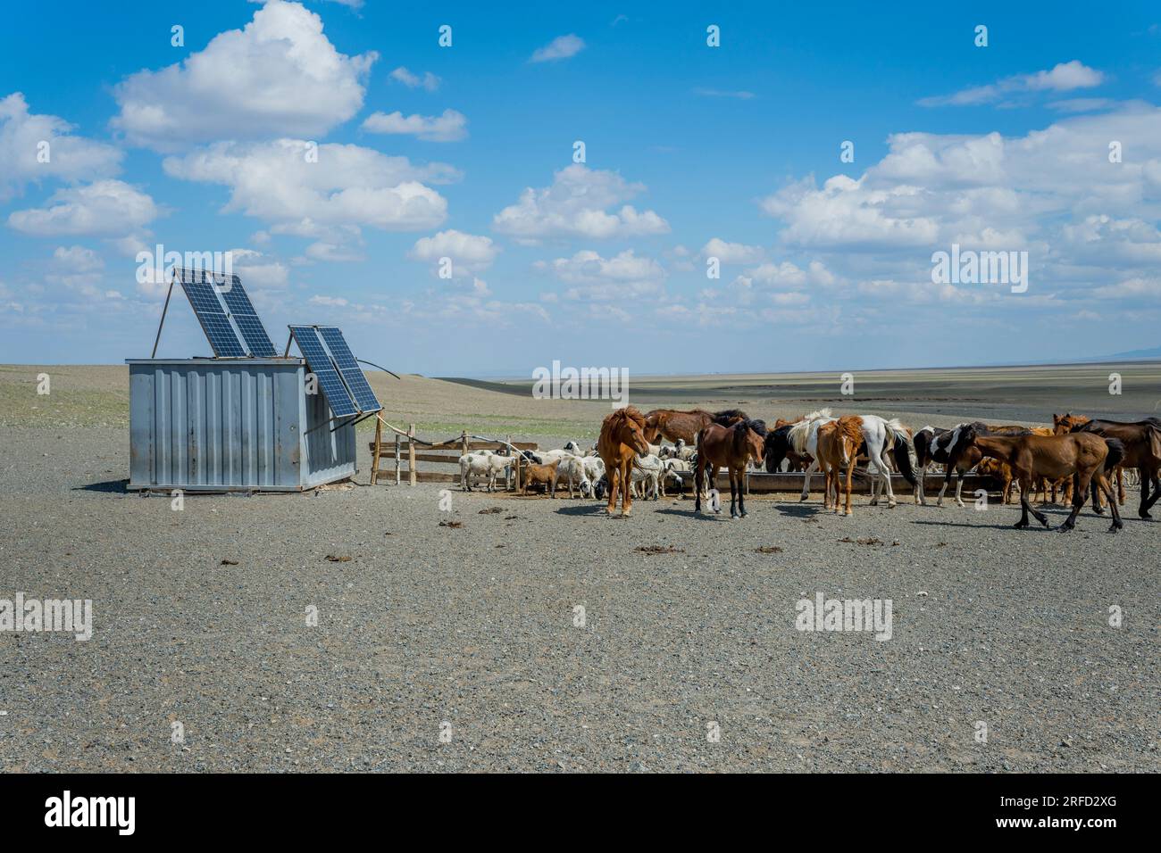 Sheep, goats and horses at a solar powered well in the southern Gobi ...