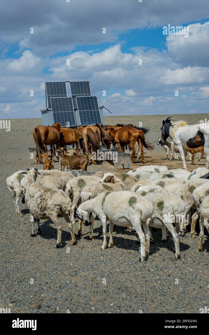 Sheep, goats and horses at a solar powered well in the southern Gobi ...