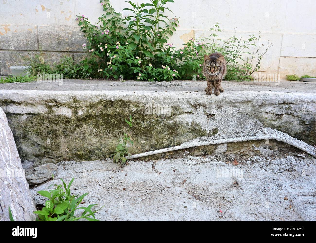 Local cat in Therma, Ikaria Island, Greece Stock Photo - Alamy