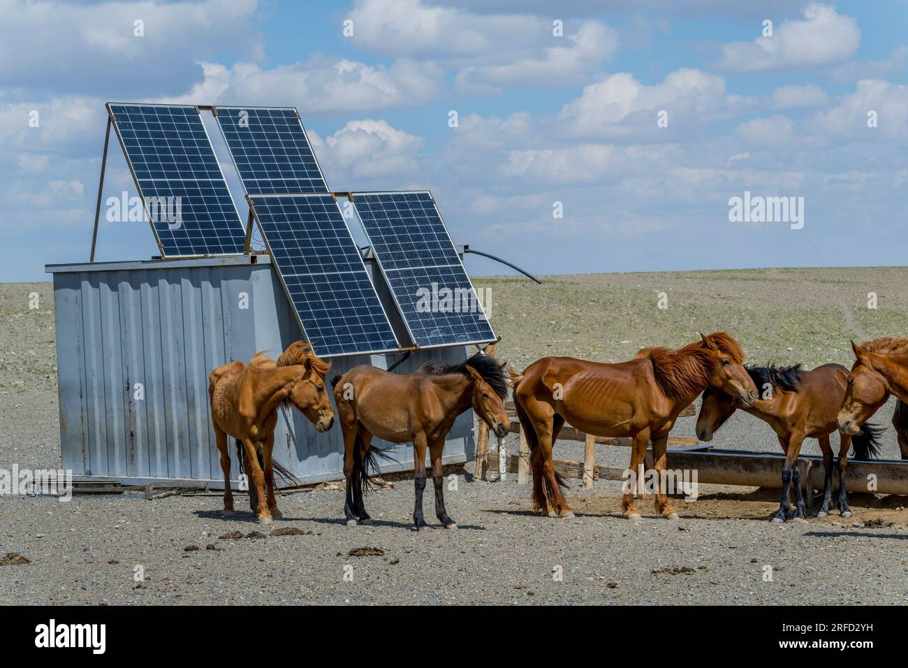 Sheep, goats and horses at a solar powered well in the southern Gobi ...