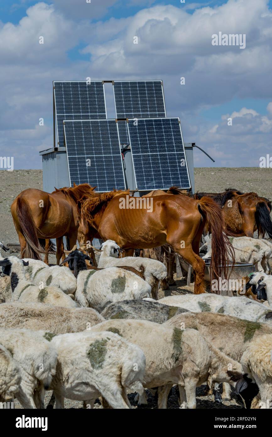 Sheep, goats and horses at a solar powered well in the southern Gobi ...