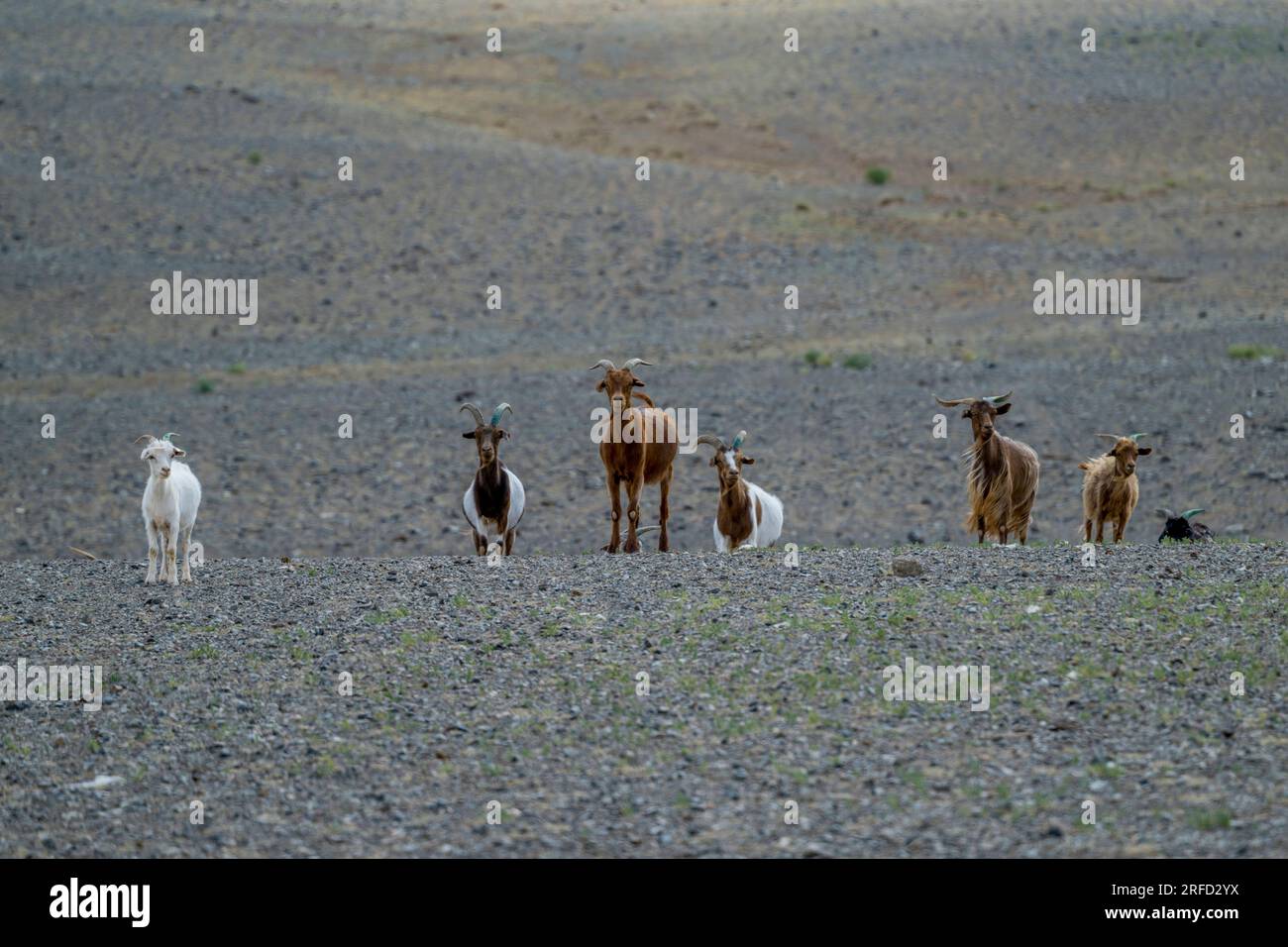 Goats coming to a well to drink in the southern Gobi Desert, southern ...