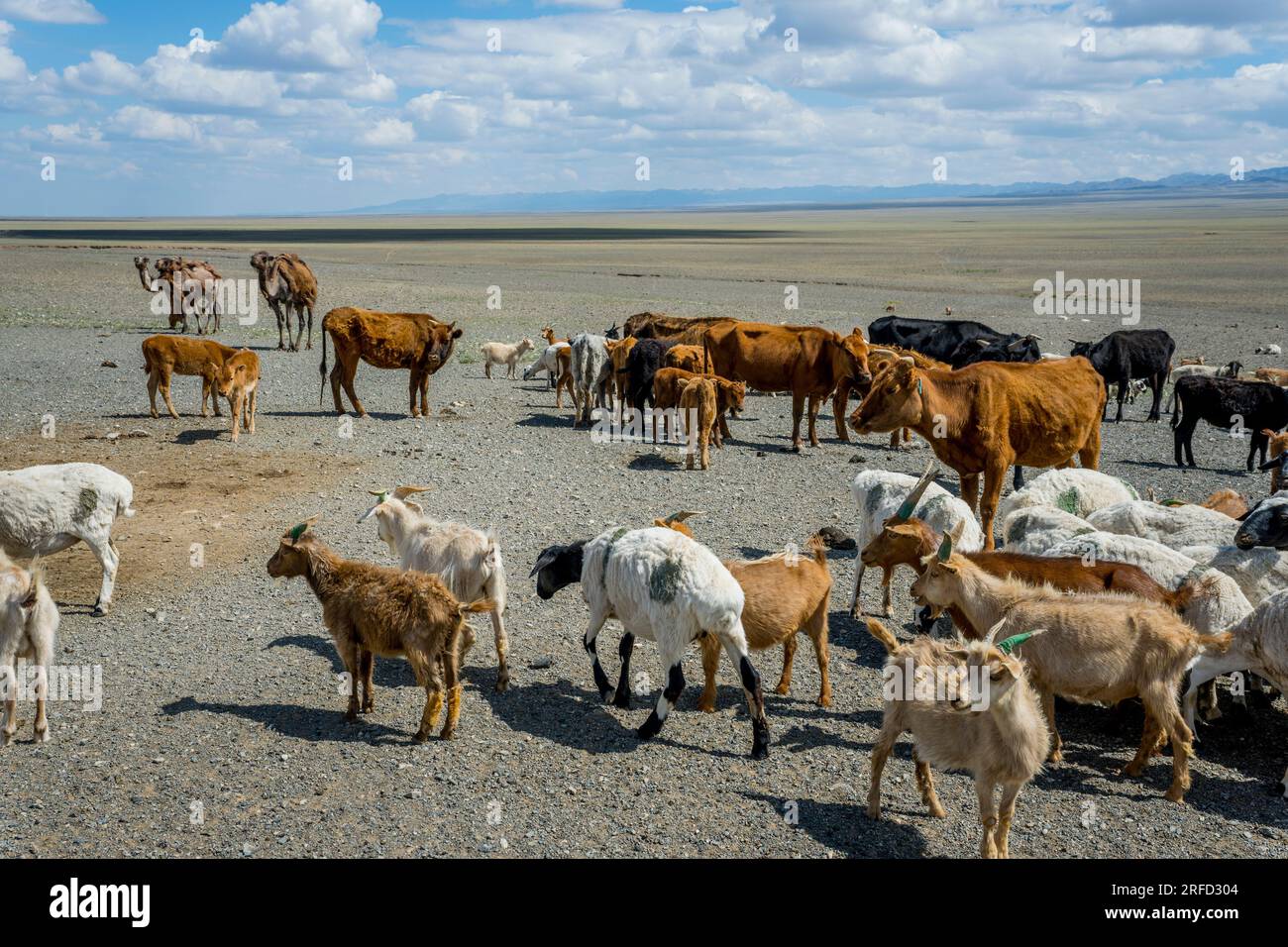 Goats, sheep, and cows at a well to drink in the southern Gobi Desert, southern Mongolia Stock ...