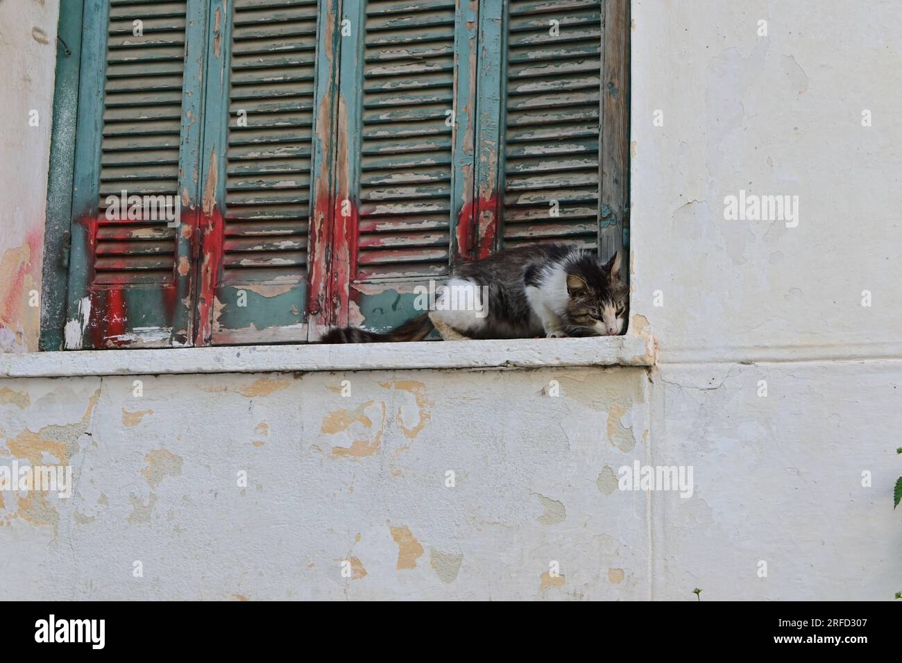 Local cat in Therma, Ikaria Island, Greece Stock Photo - Alamy