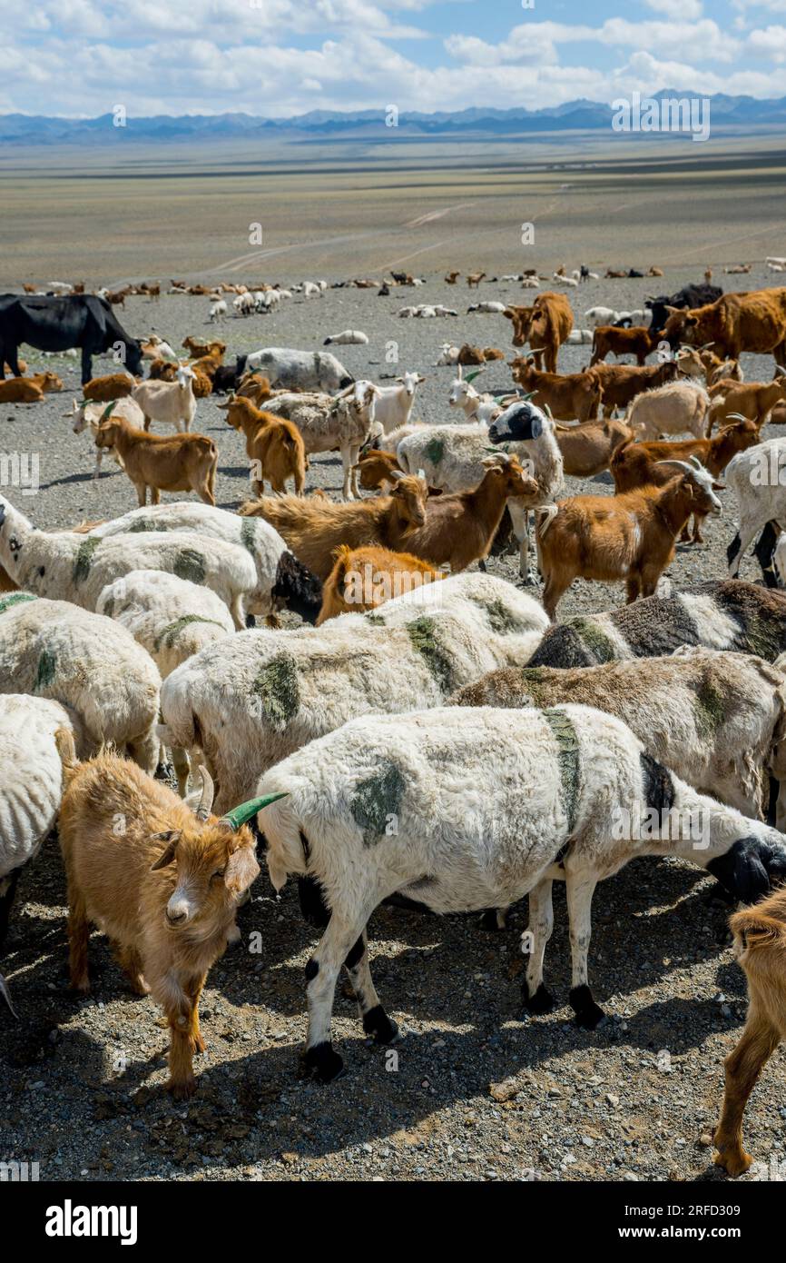 Goats, sheep, and cows at a well to drink in the southern Gobi Desert ...