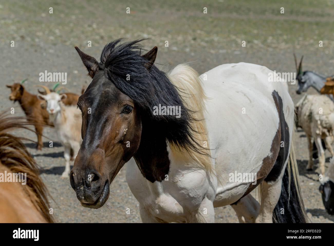 A stallion at a well in the southern Gobi Desert, southern Mongolia ...