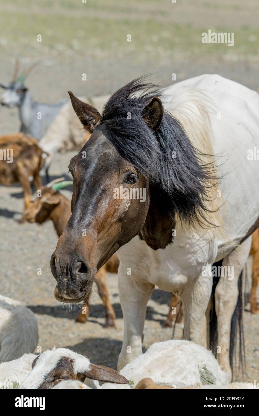 A stallion at a well in the southern Gobi Desert, southern Mongolia ...