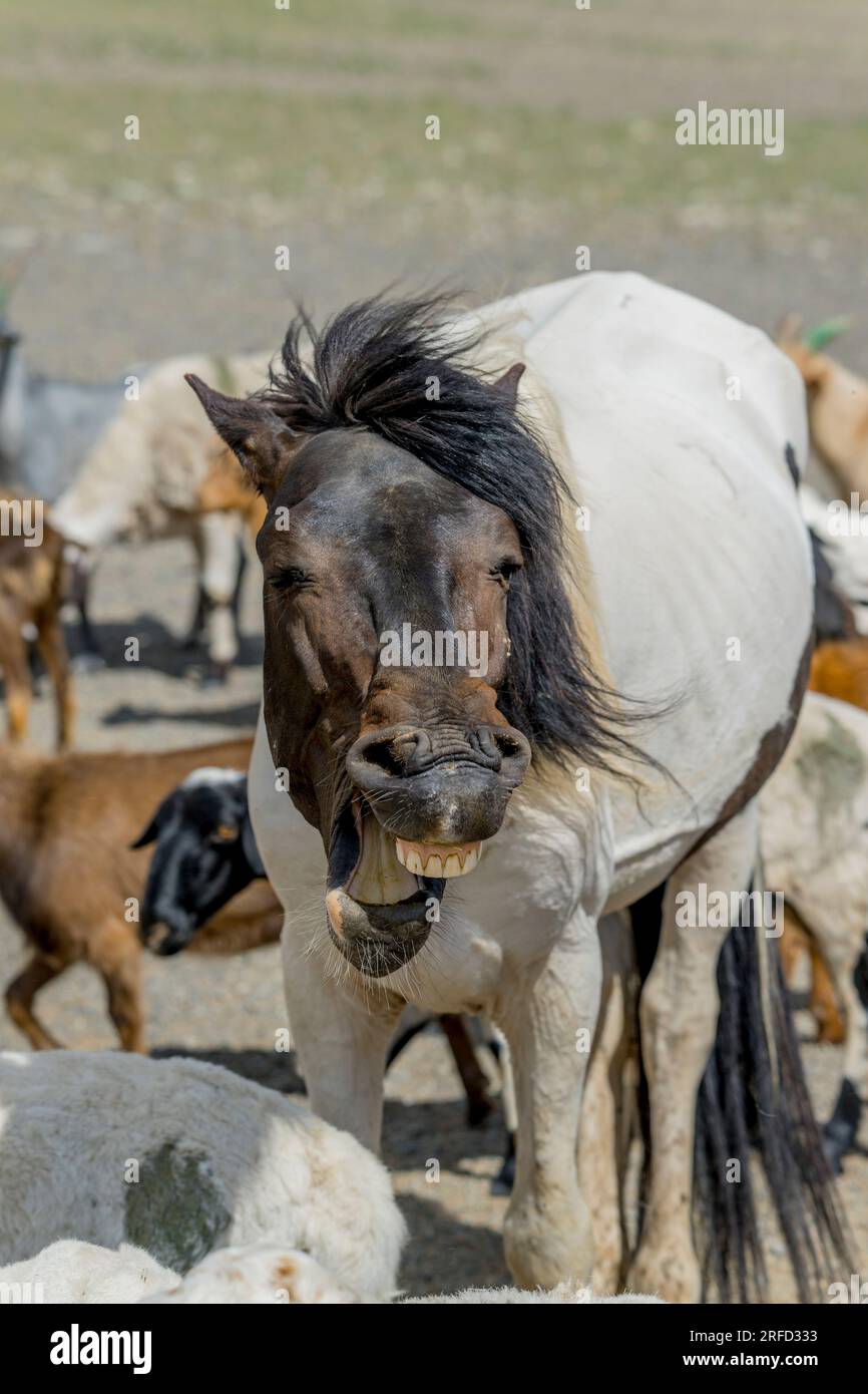 A stallion at a well in the southern Gobi Desert, southern Mongolia ...