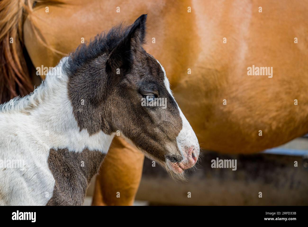 Portrait of a foal at a well in the southern Gobi Desert, southern ...