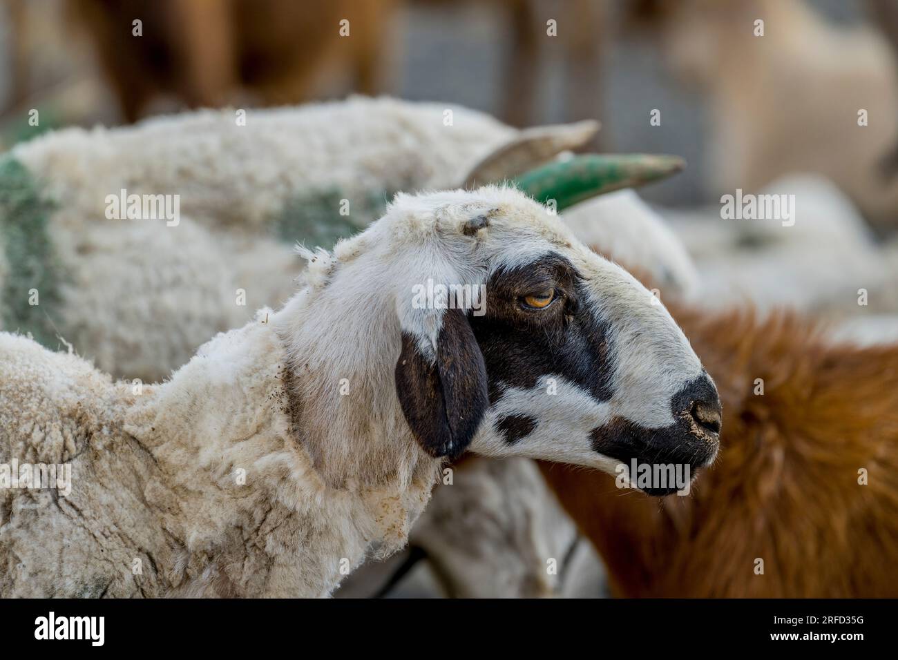 Close-up of a sheep at a well in the southern Gobi Desert, southern ...