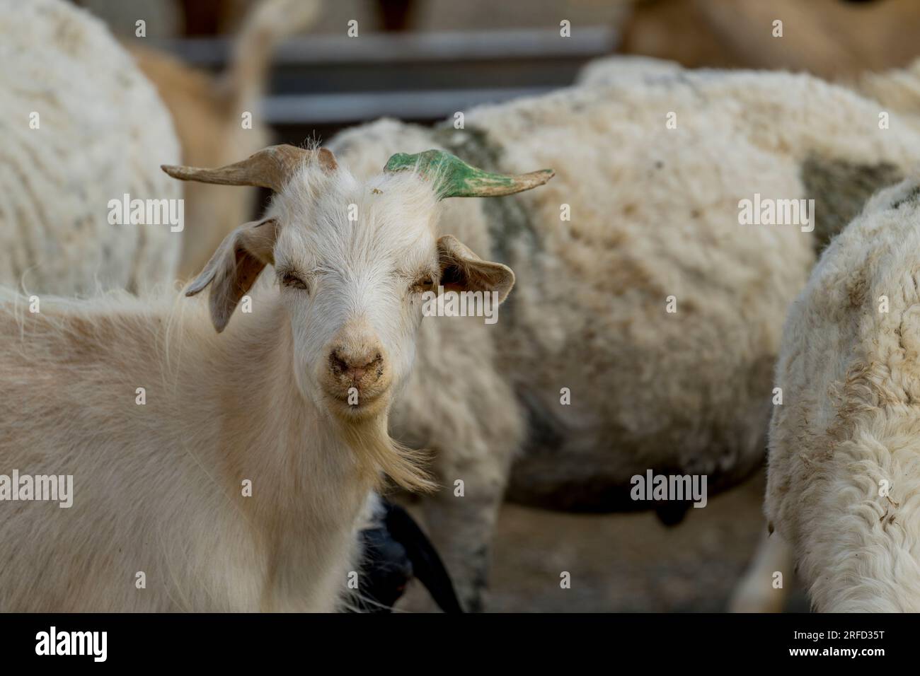 Close-up of a goat at a well in the southern Gobi Desert, southern ...