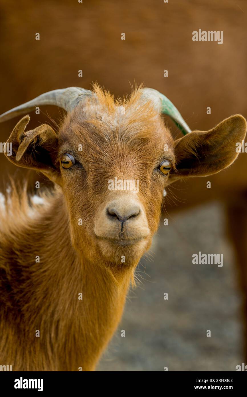 Close up domesticated goat hi-res stock photography and images - Alamy