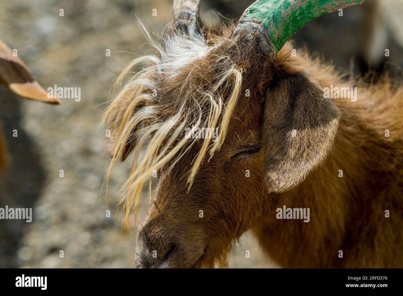 Mongolian desert goat hi-res stock photography and images - Alamy