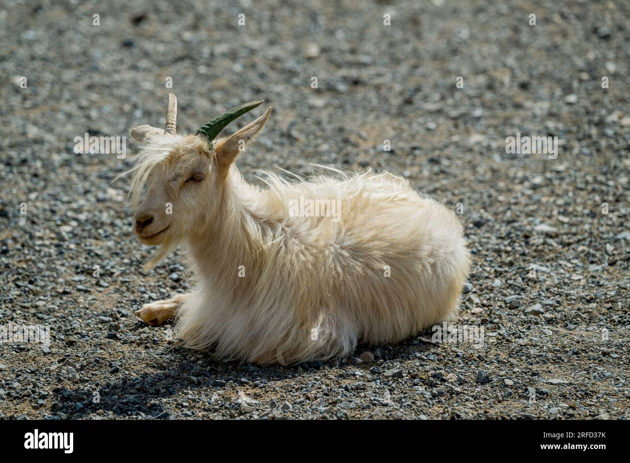 A goat at a well in the southern Gobi Desert, southern Mongolia Stock ...