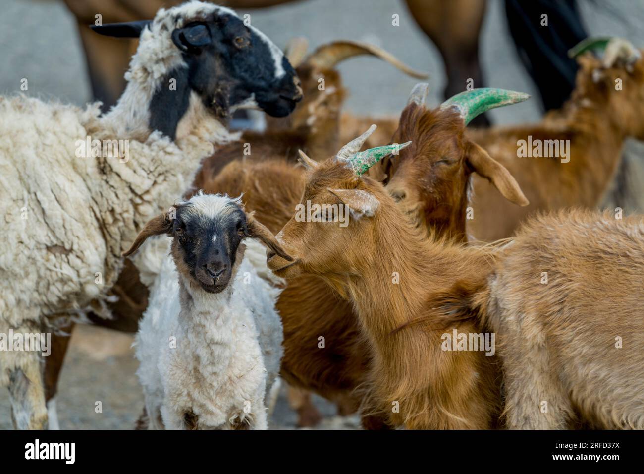 Sheep and goats at a well in the southern Gobi Desert, southern ...