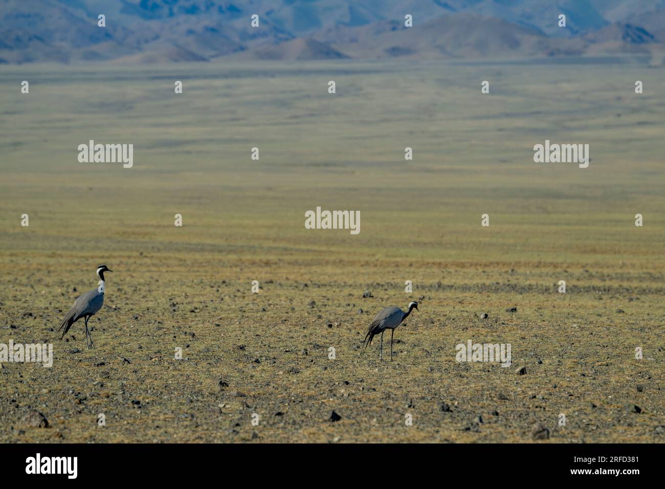 Demoiselle cranes (Anthropoides virgo) looking for insect here near ...