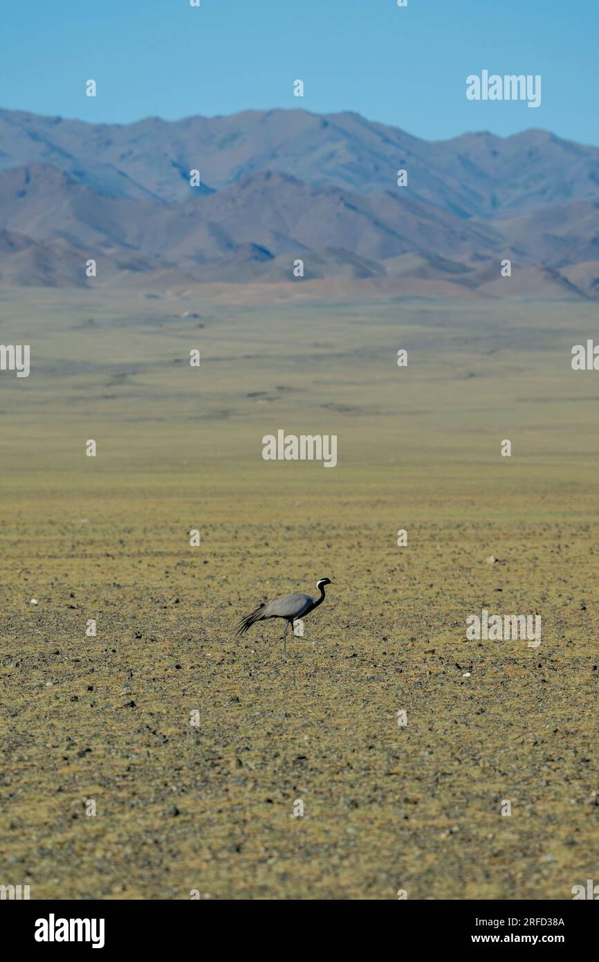 Insect in desert hi-res stock photography and images - Alamy
