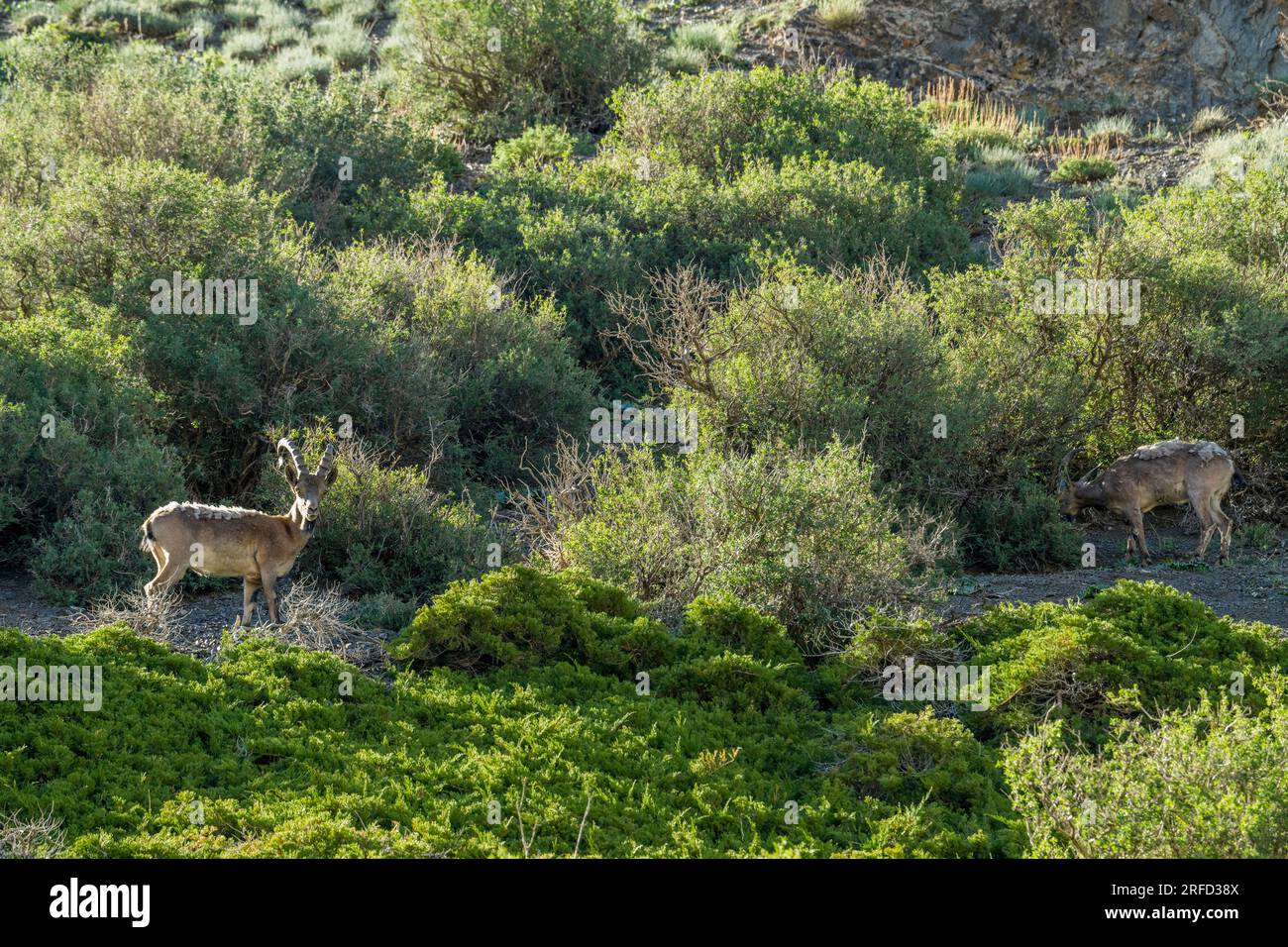 The Asian ibex (Capra sibirica), also known using regionalized names as ...