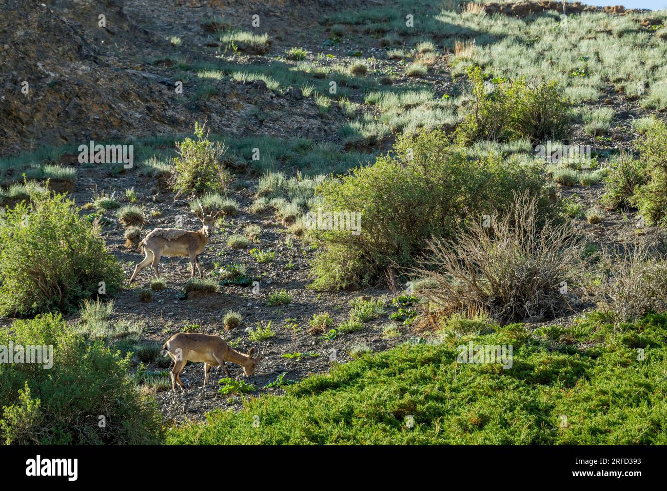 The Asian ibex (Capra sibirica), also known using regionalized names as ...