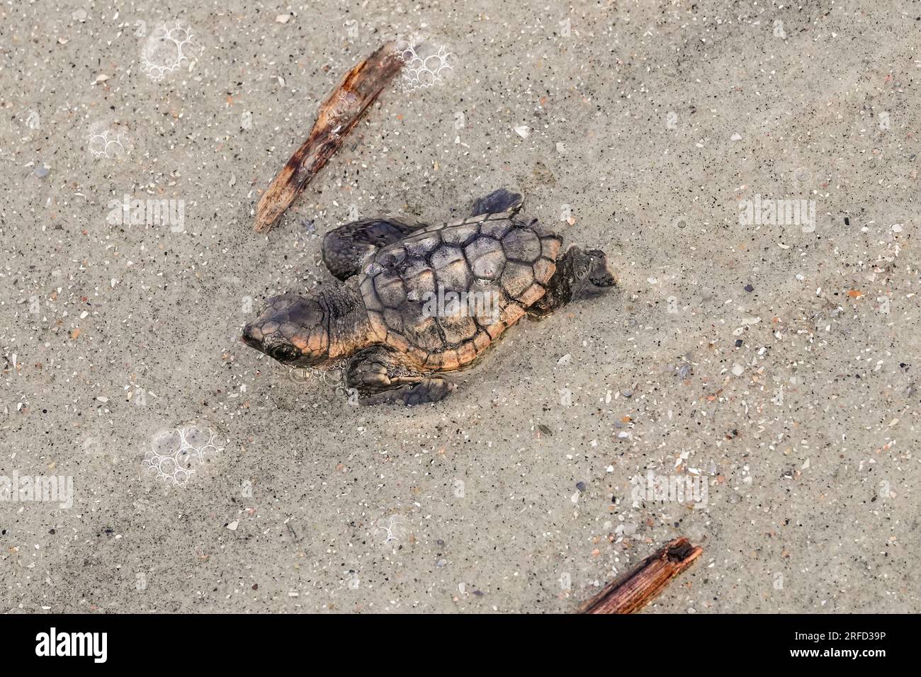 Isle of Palms, United States of America. 02 August, 2023. An endangered ...