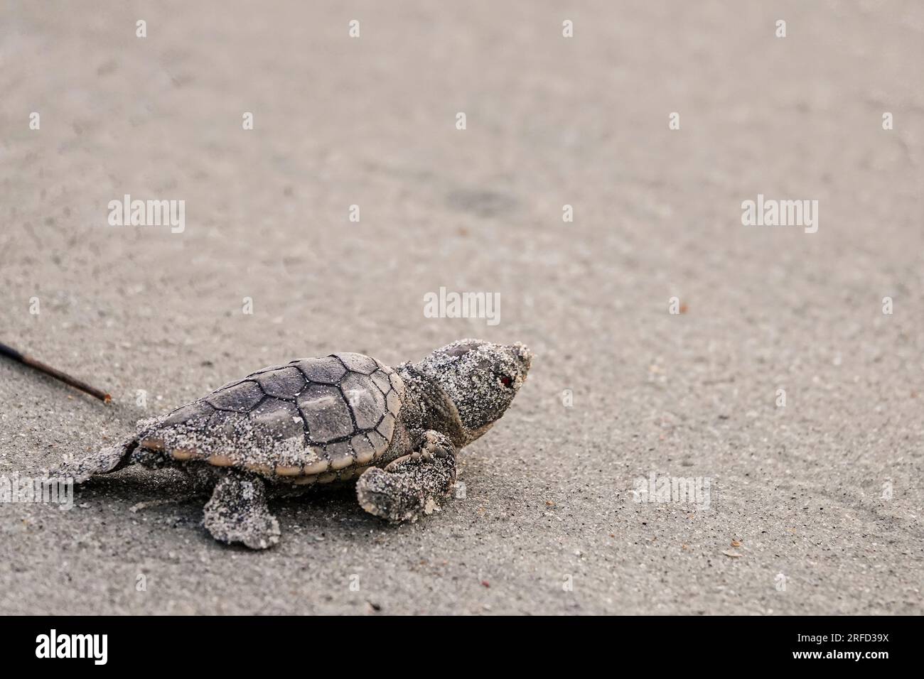 Isle of Palms, United States of America. 02 August, 2023. An endangered ...