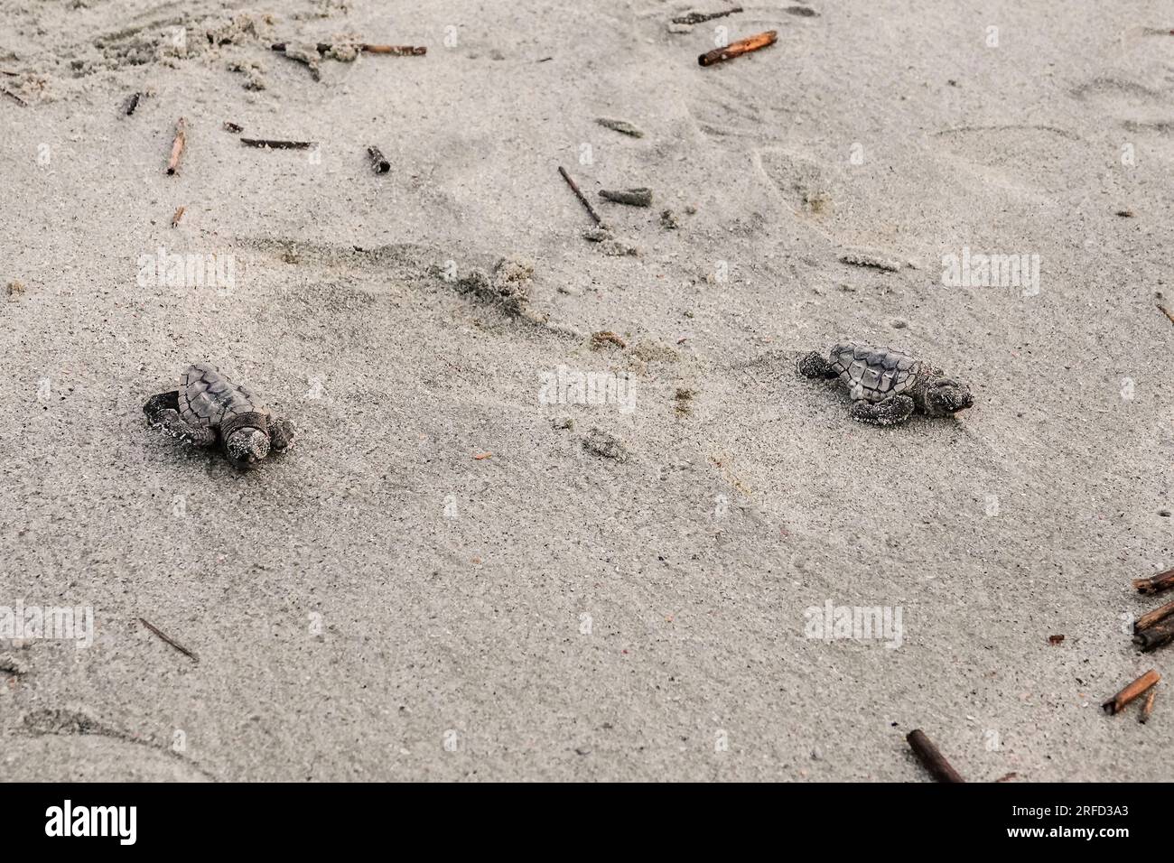 Isle of Palms, United States of America. 02 August, 2023. A pair of ...