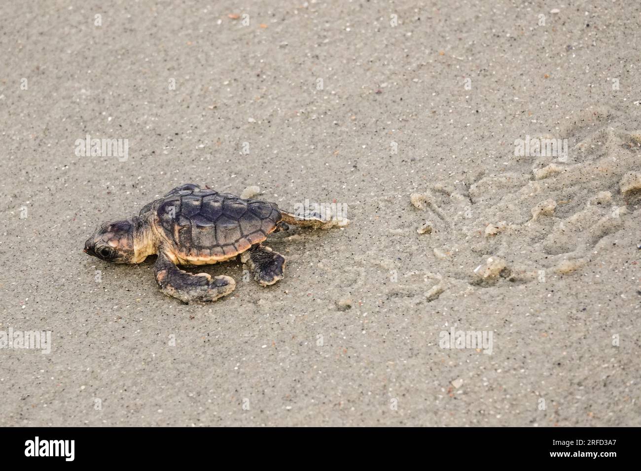 Isle of Palms, United States of America. 02 August, 2023. An endangered ...