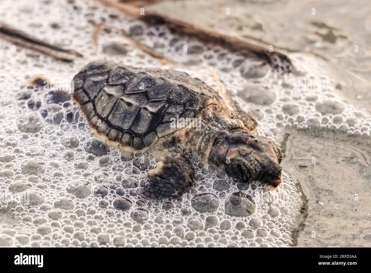 Isle of Palms, United States of America. 02 August, 2023. An endangered ...