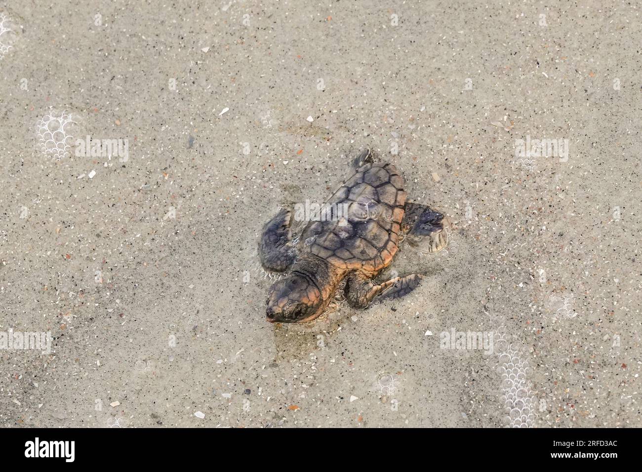 Isle of Palms, United States of America. 02 August, 2023. An endangered ...