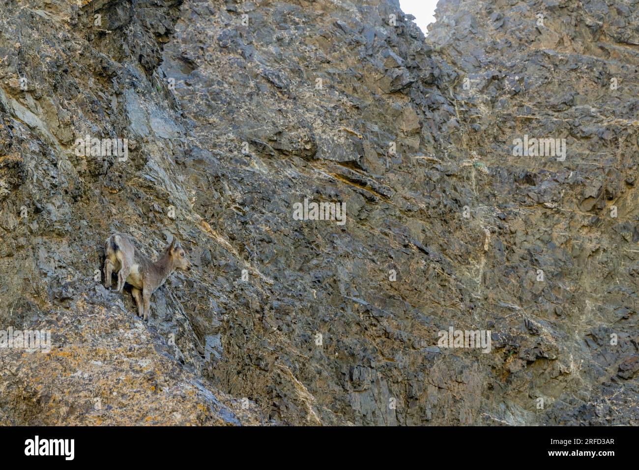 A Asian ibex (Capra sibirica) kid, also known using regionalized names ...