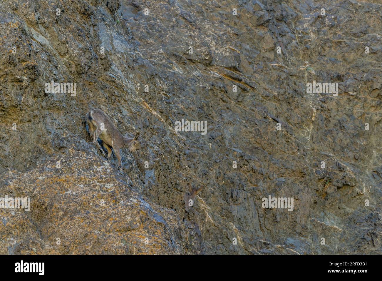 A Asian ibex (Capra sibirica) kid, also known using regionalized names ...