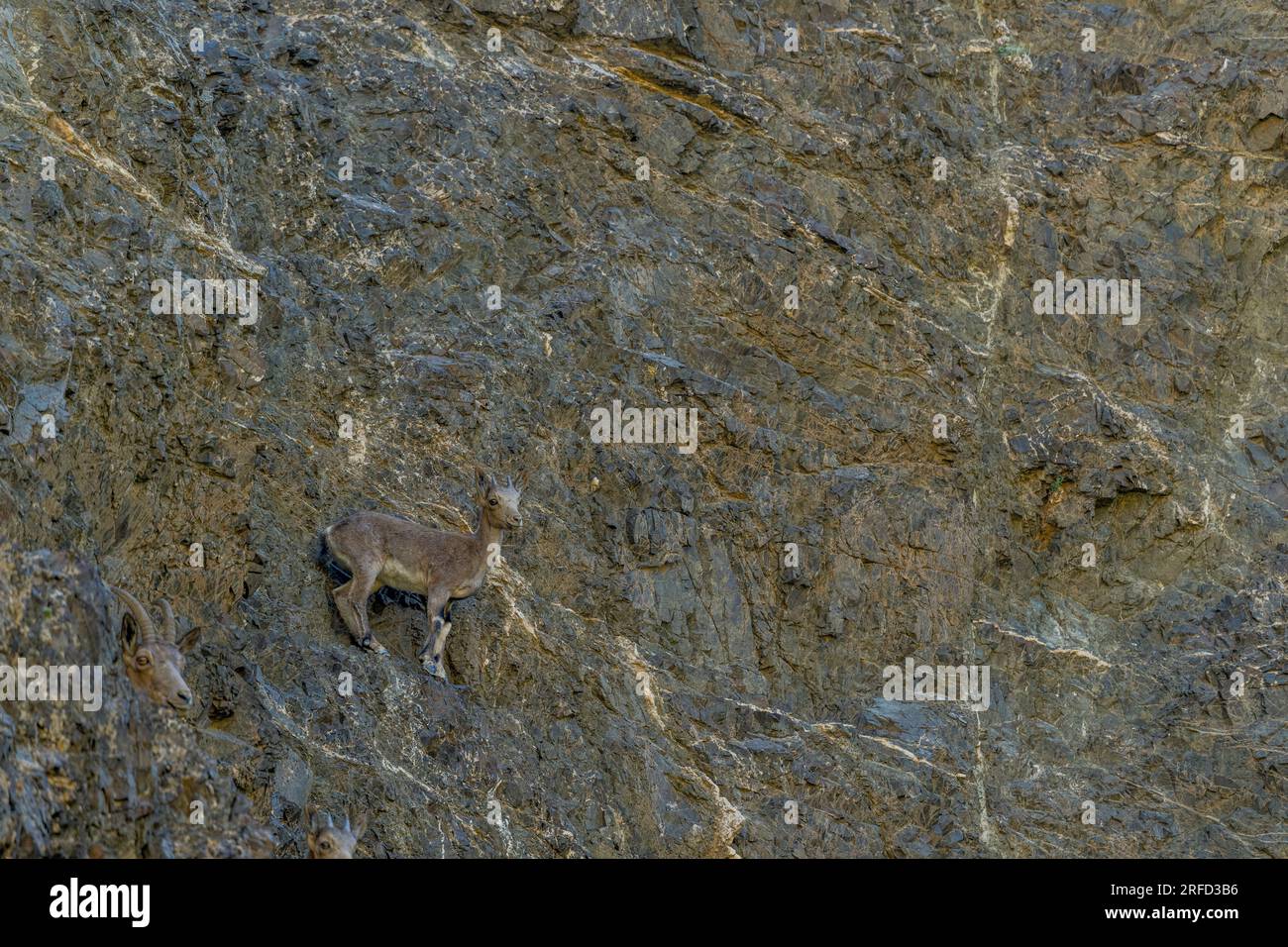 A Asian ibex (Capra sibirica) mother with a kid, also known using ...