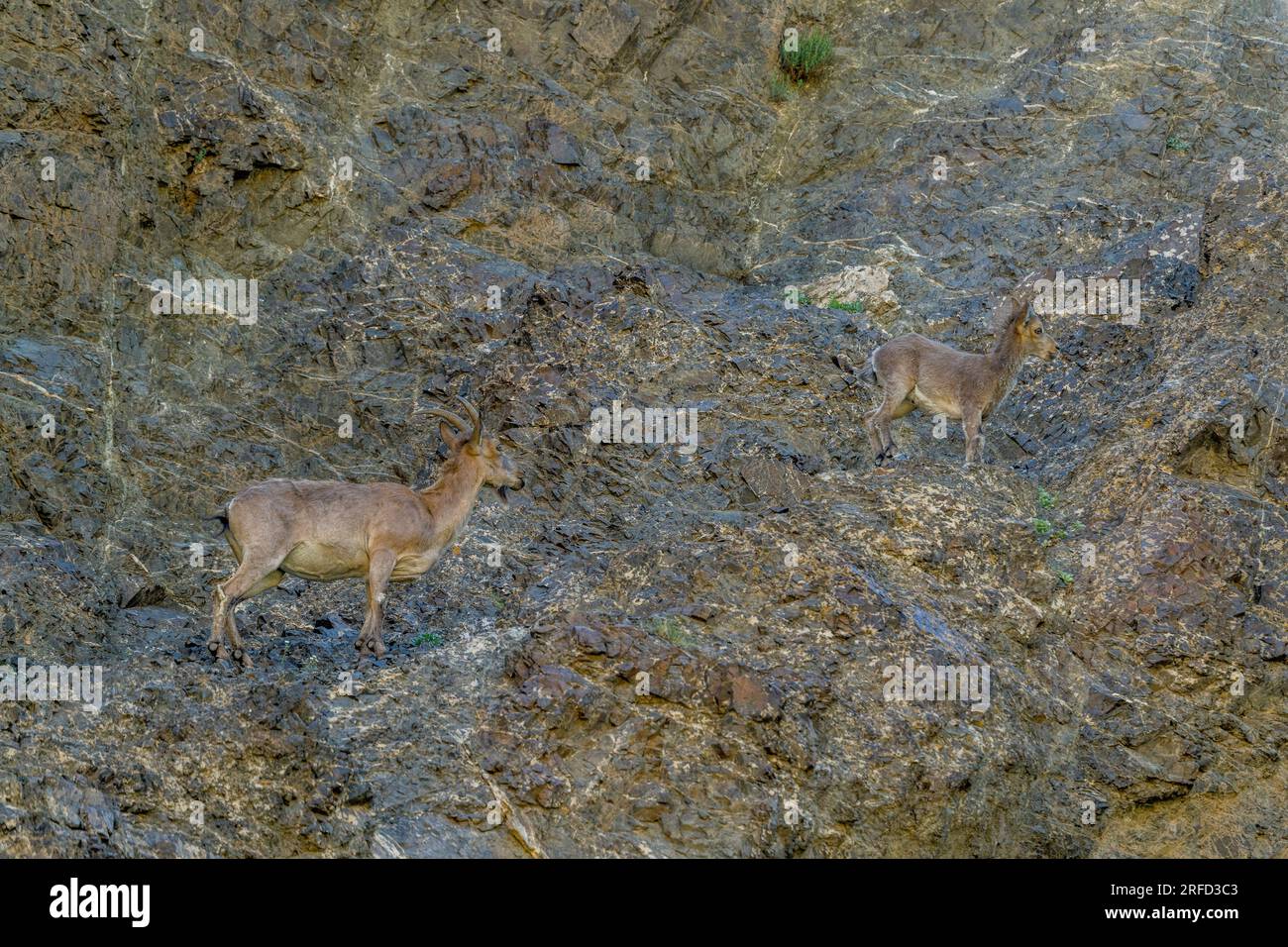A Asian ibex (Capra sibirica) mother with a kid, also known using ...