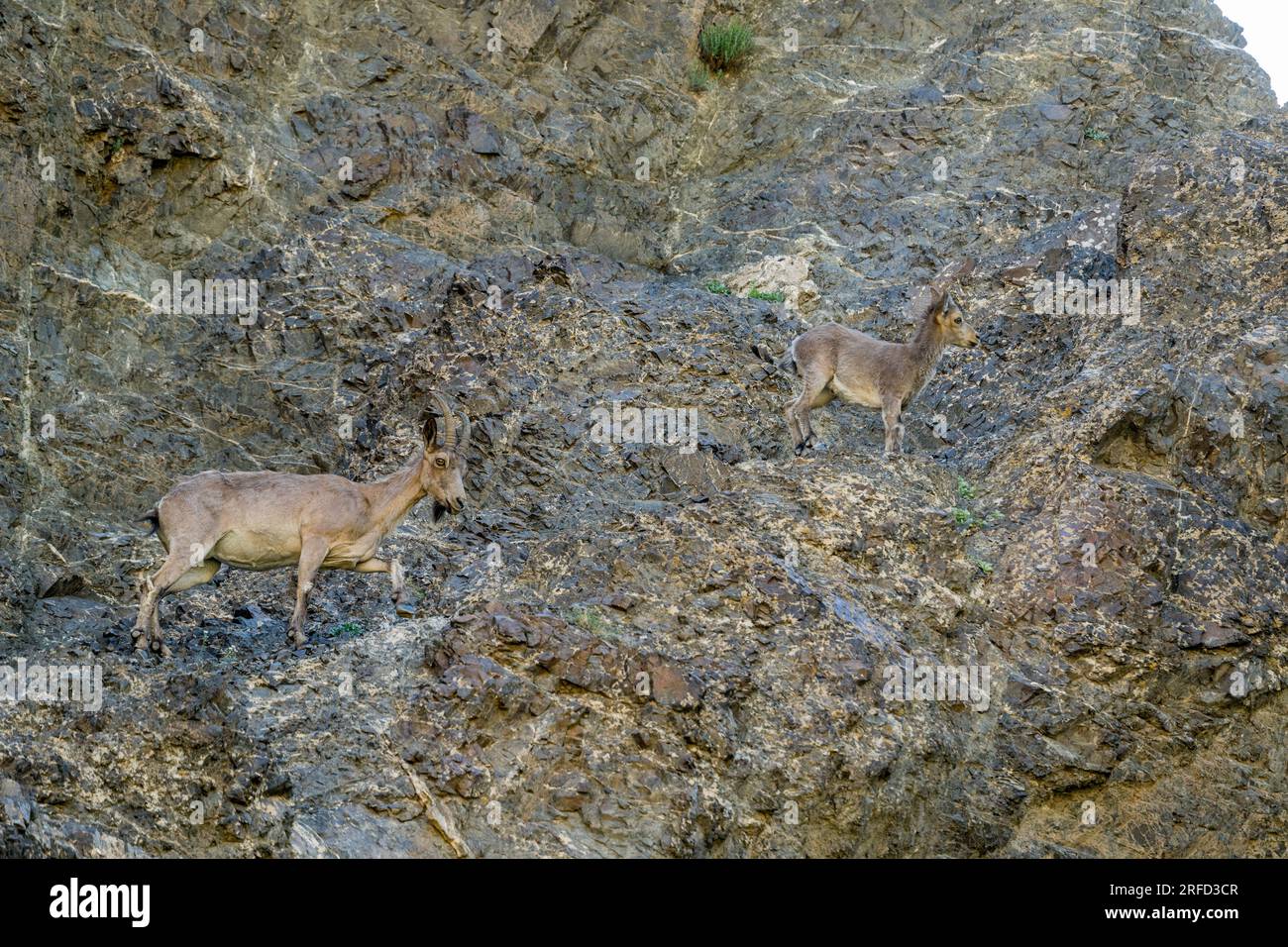 A Asian ibex (Capra sibirica) mother with a kid, also known using ...