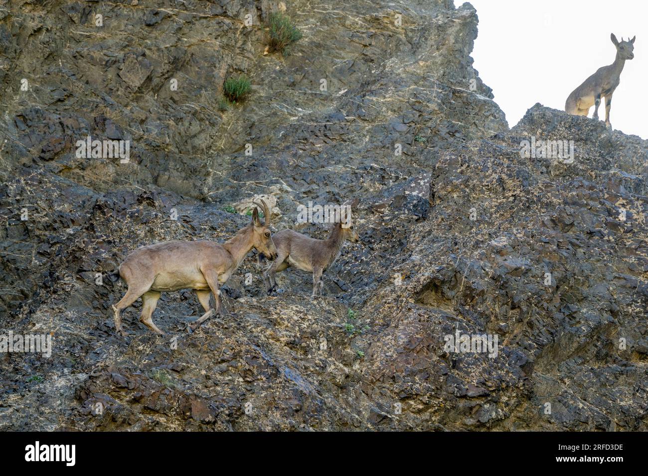 A Asian ibex (Capra sibirica) mother with two kids, also known using ...