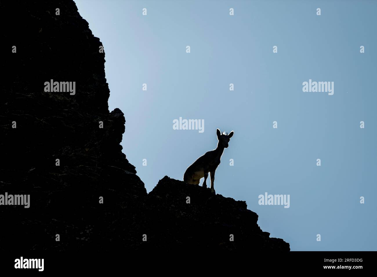 A Asian ibex (Capra sibirica) kid, also known using regionalized names ...