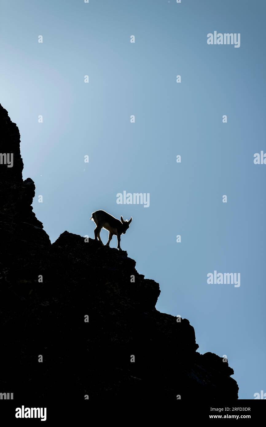 A Asian ibex (Capra sibirica) kid, also known using regionalized names ...