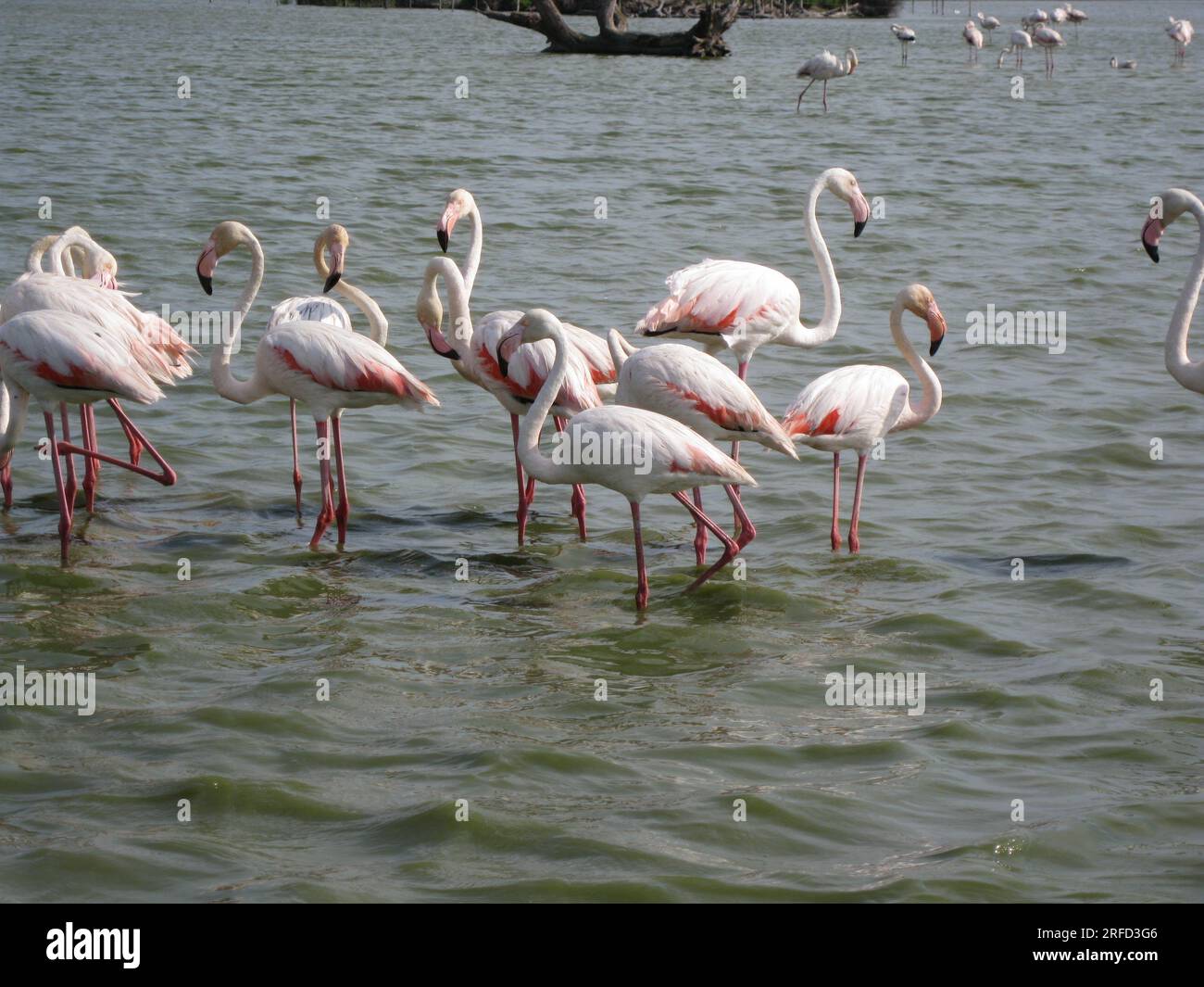 Flamingos shot during daylight Stock Photo - Alamy