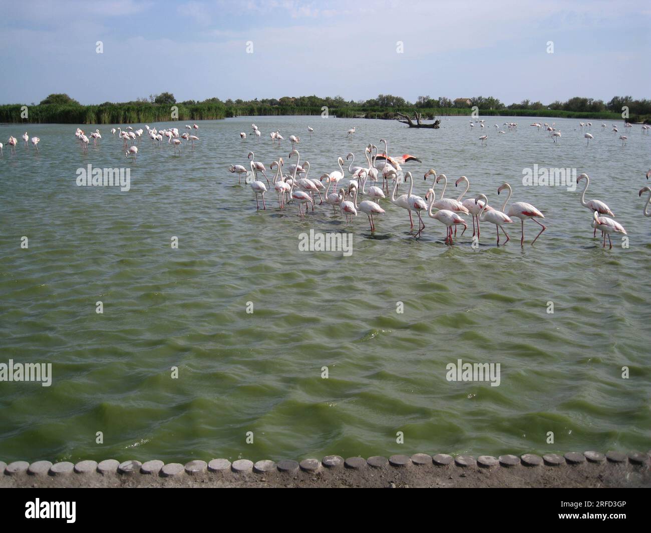 Flamingos shot during daylight Stock Photo - Alamy